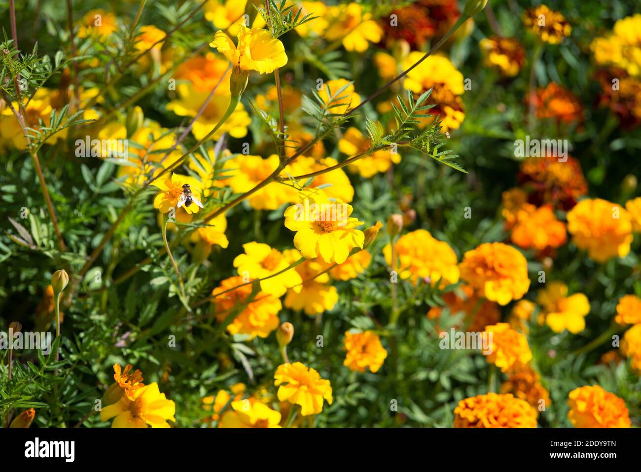 Marigold flowers in the garden Stock Photo - Alamy
