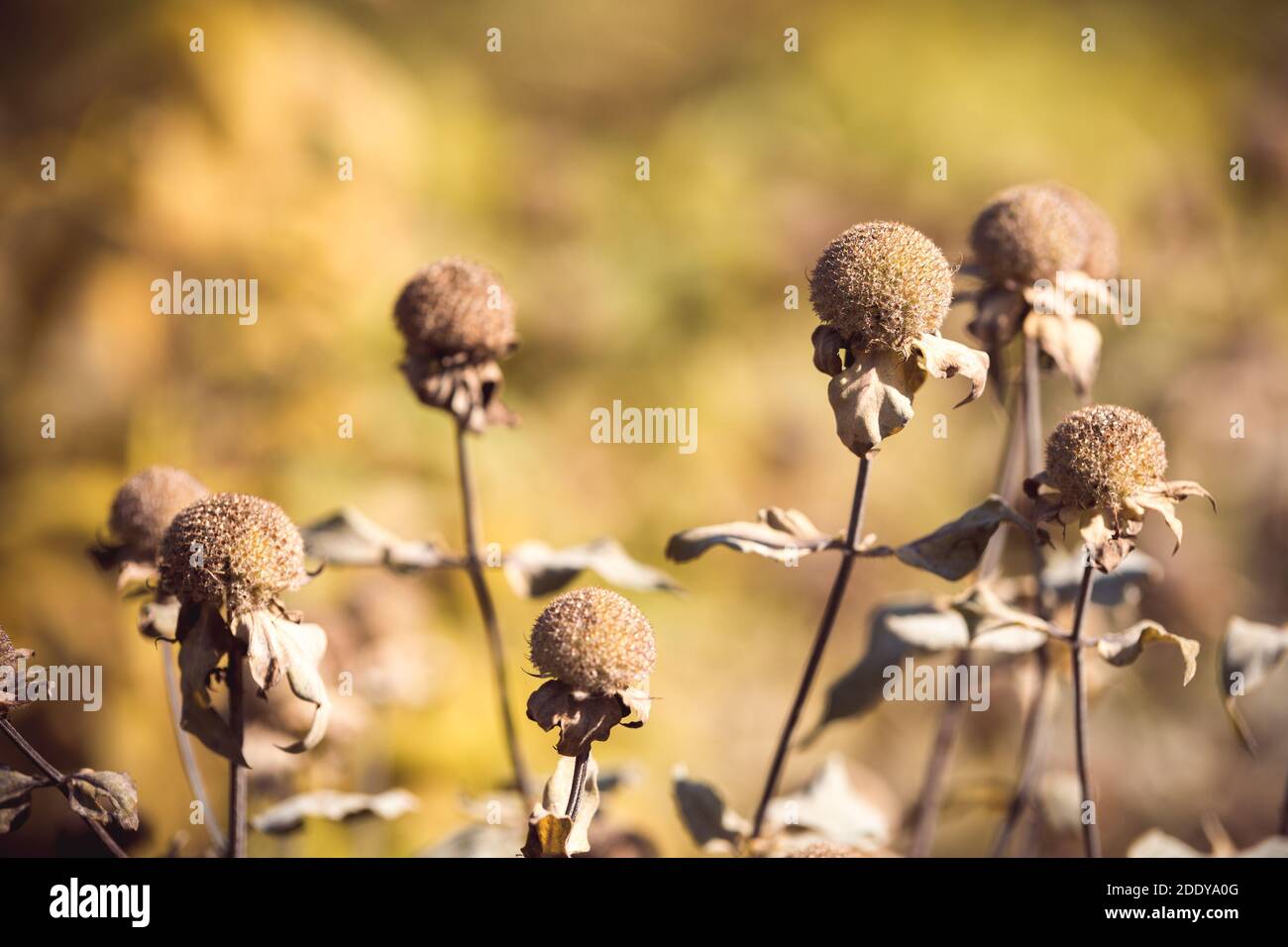 Dry, fallen flowers in autumn Stock Photo - Alamy