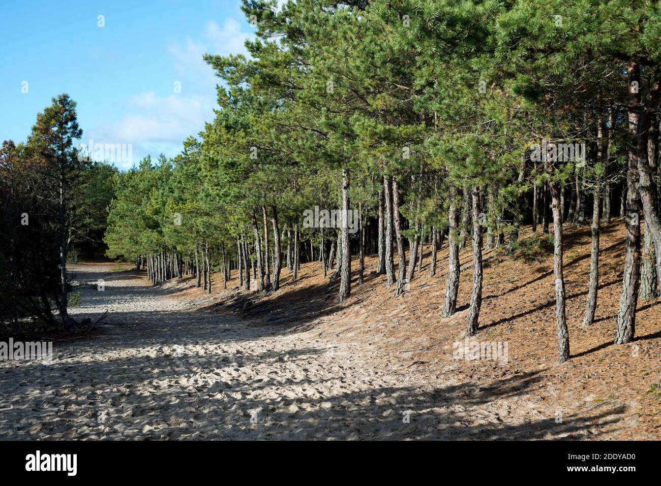 Trees on sandy soil hi-res stock photography and images - Alamy