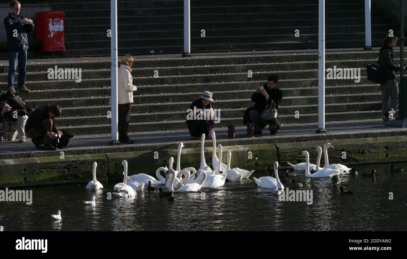 Fourteen birds hi-res stock photography and images - Alamy