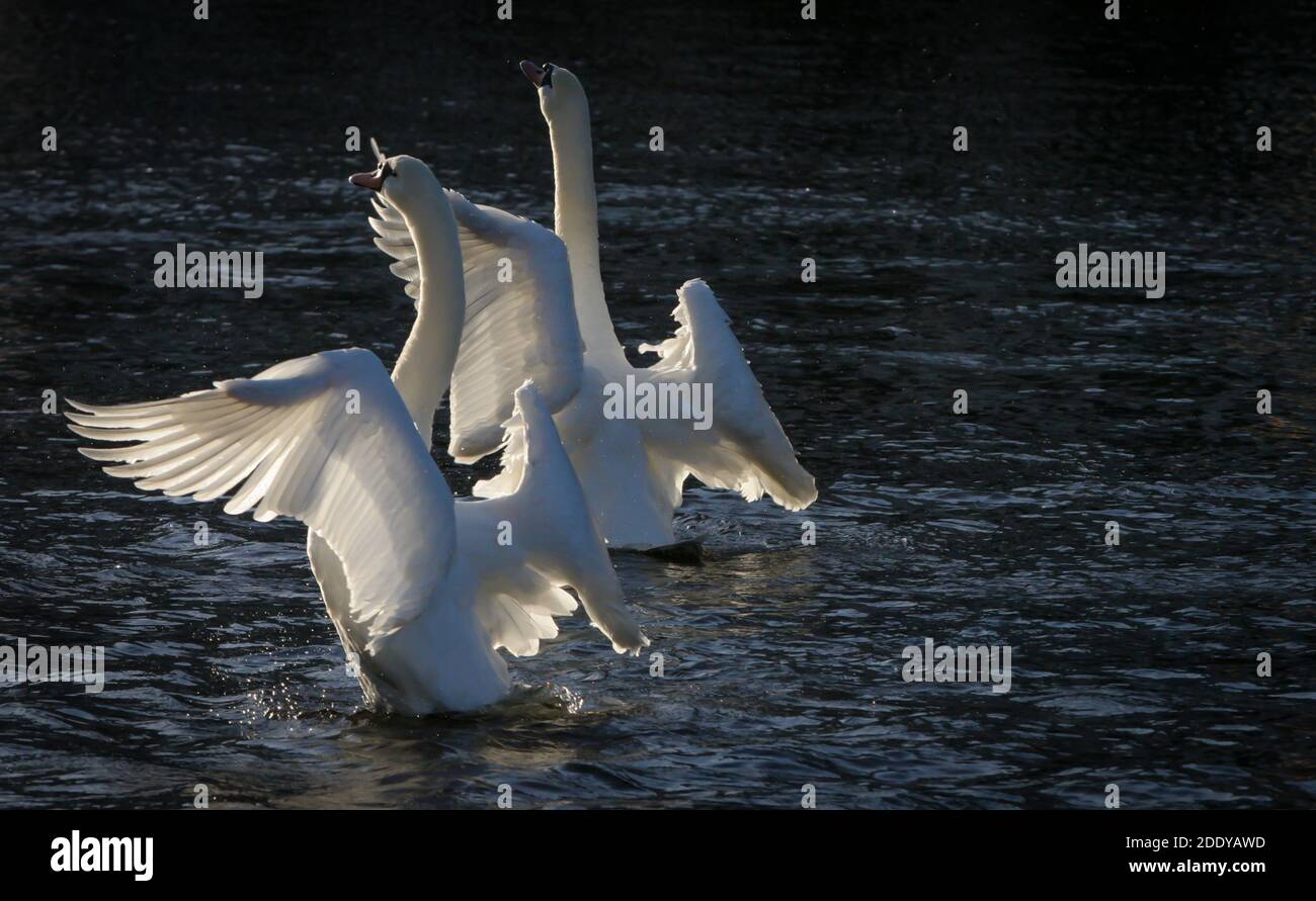 Thirteen birds hi-res stock photography and images - Alamy