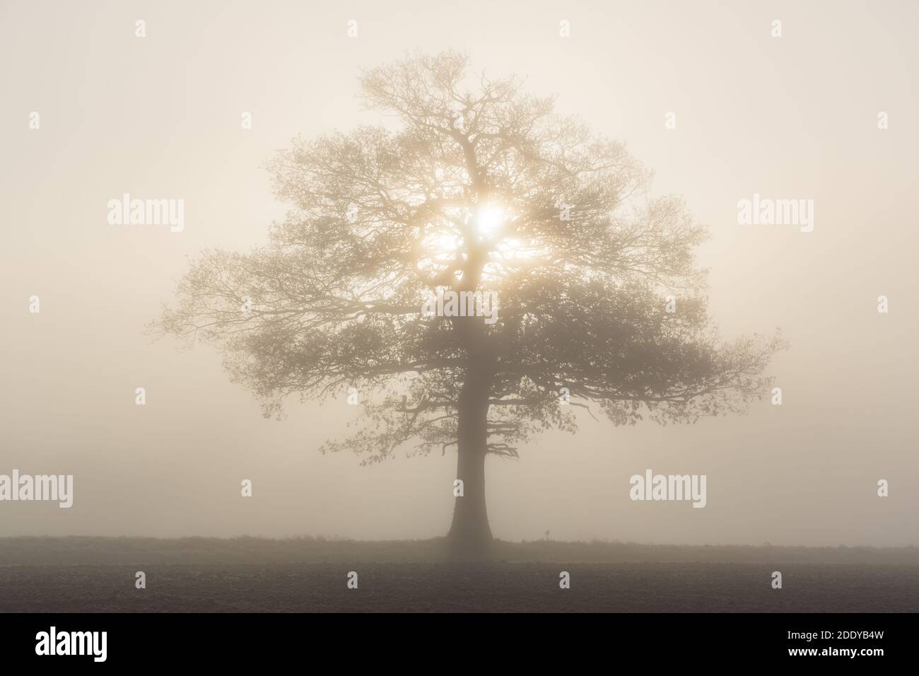 Alone fog one single hi-res stock photography and images - Alamy