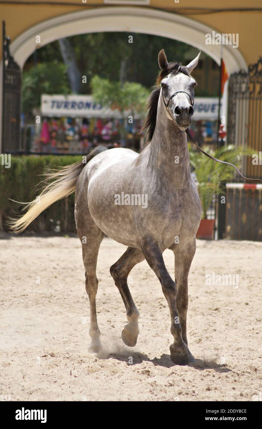 Beautiful portrait of a champion grey arabian mare Stock Photo - Alamy
