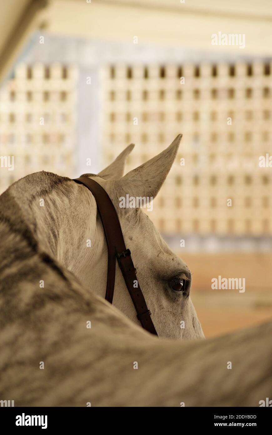 Beautiful close up face portrait of a spanish mare, we can see the neck ...