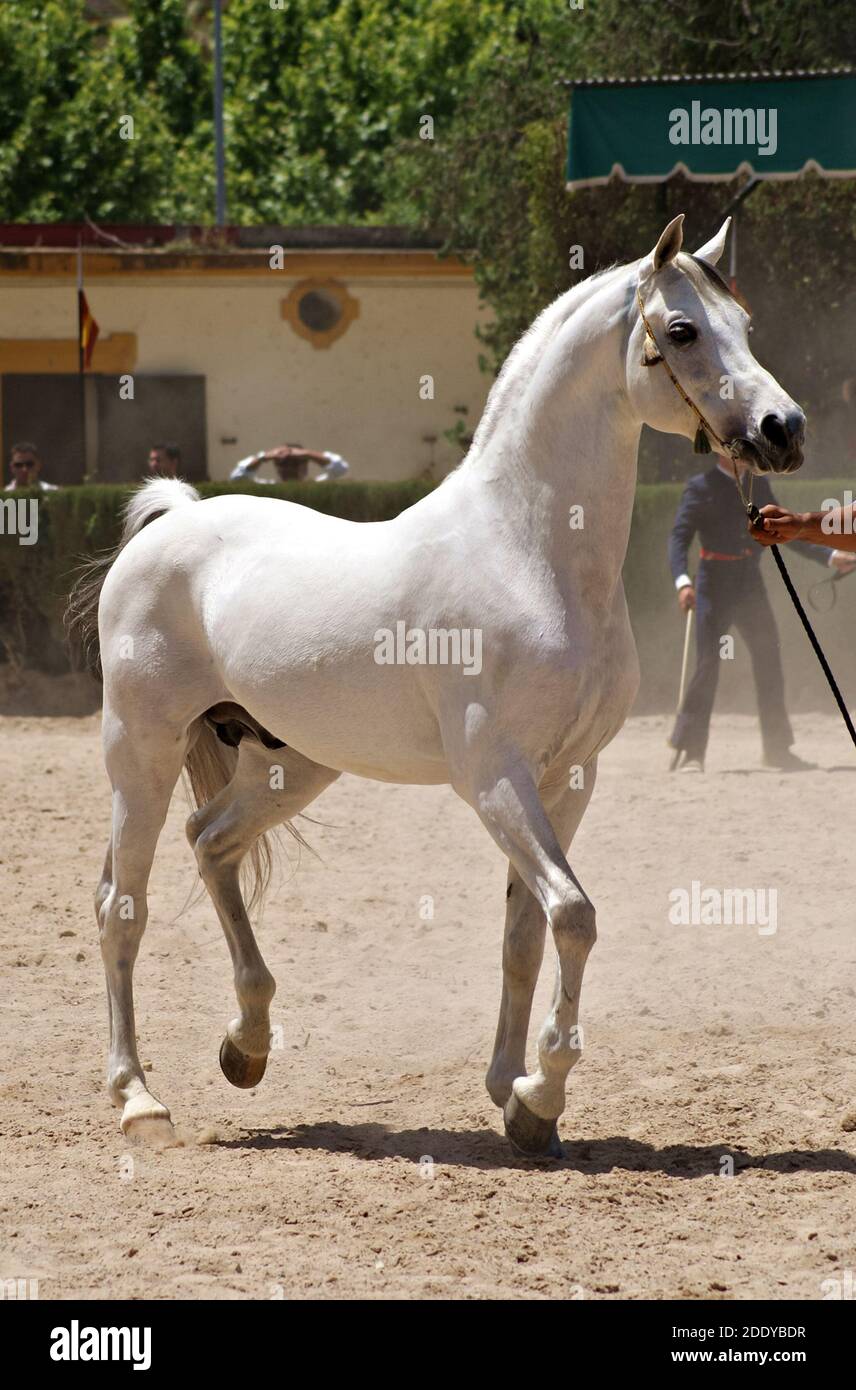 Beautiful White Arabian Horses