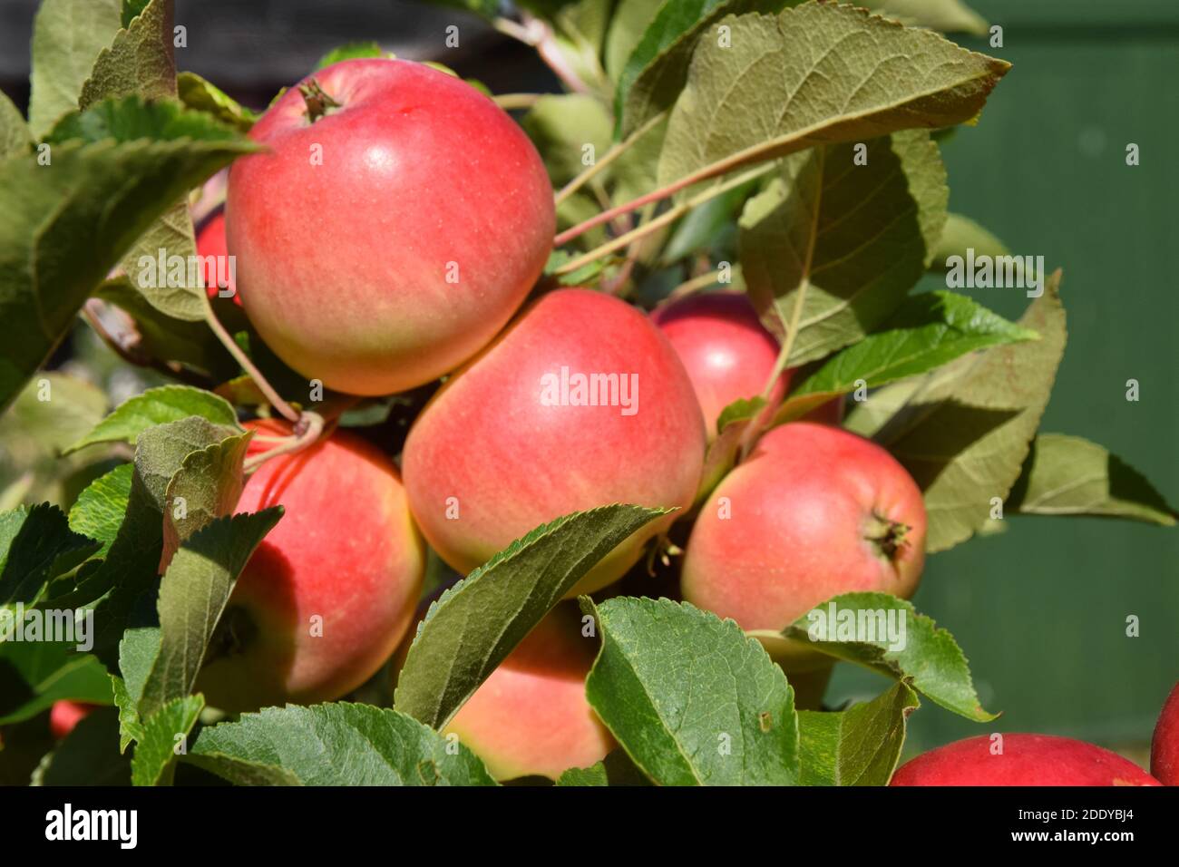 Eating apple, Malus domestica discovery Stock Photo - Alamy