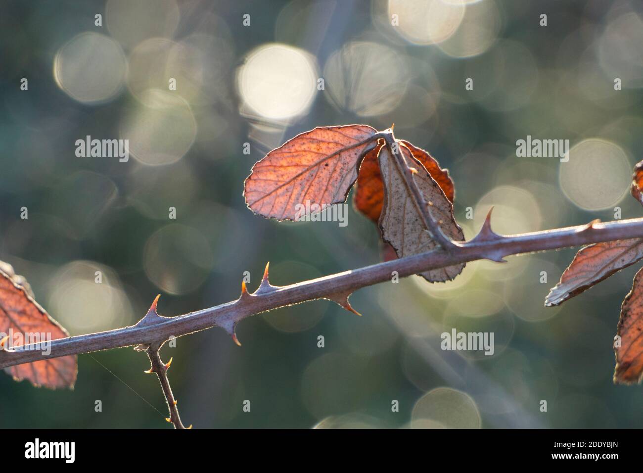 Autumn bramble leaves and their vibrant colours sparkling big time at ...