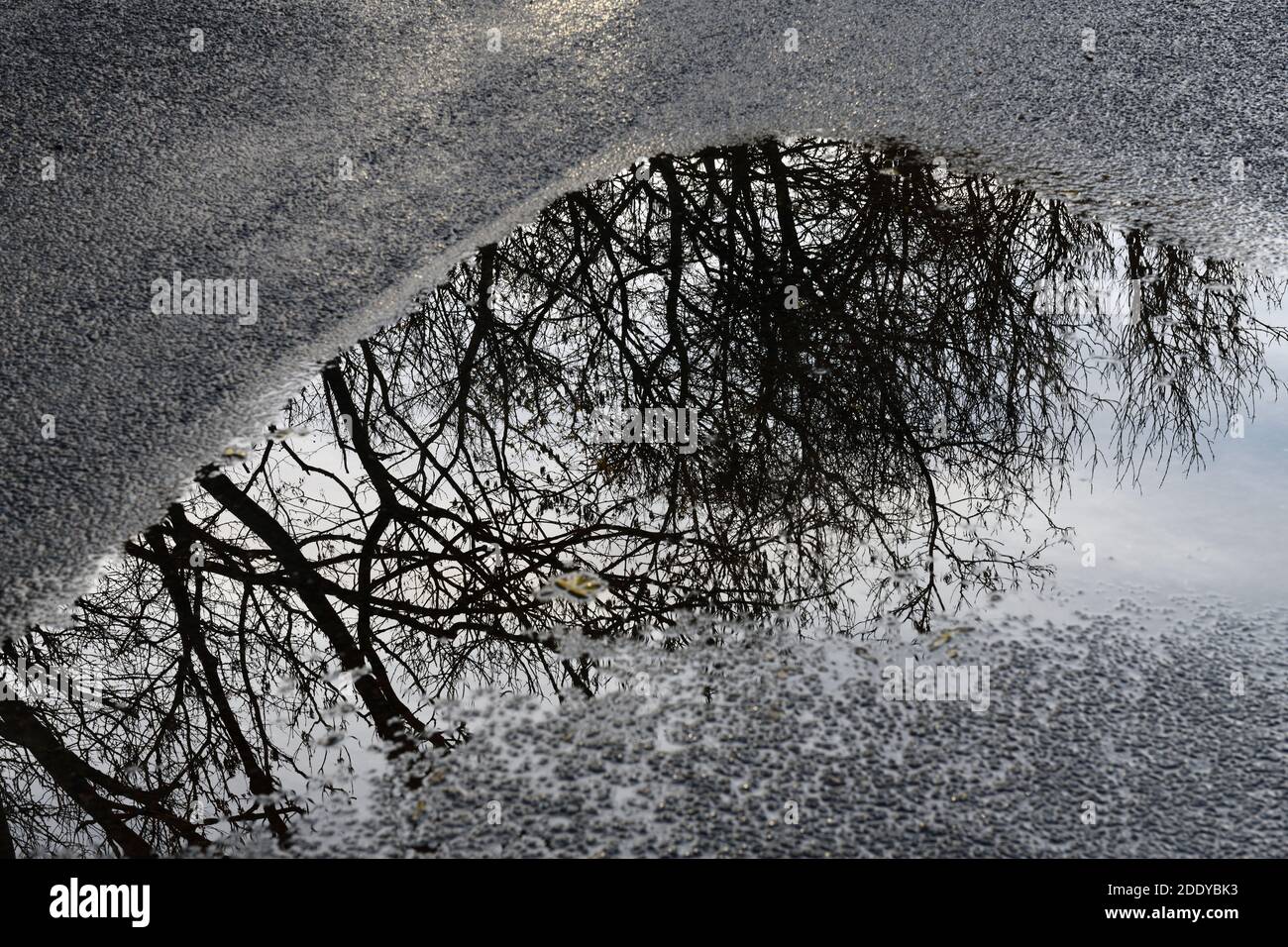 Trees reflecting in a Puddle Stock Photo - Alamy