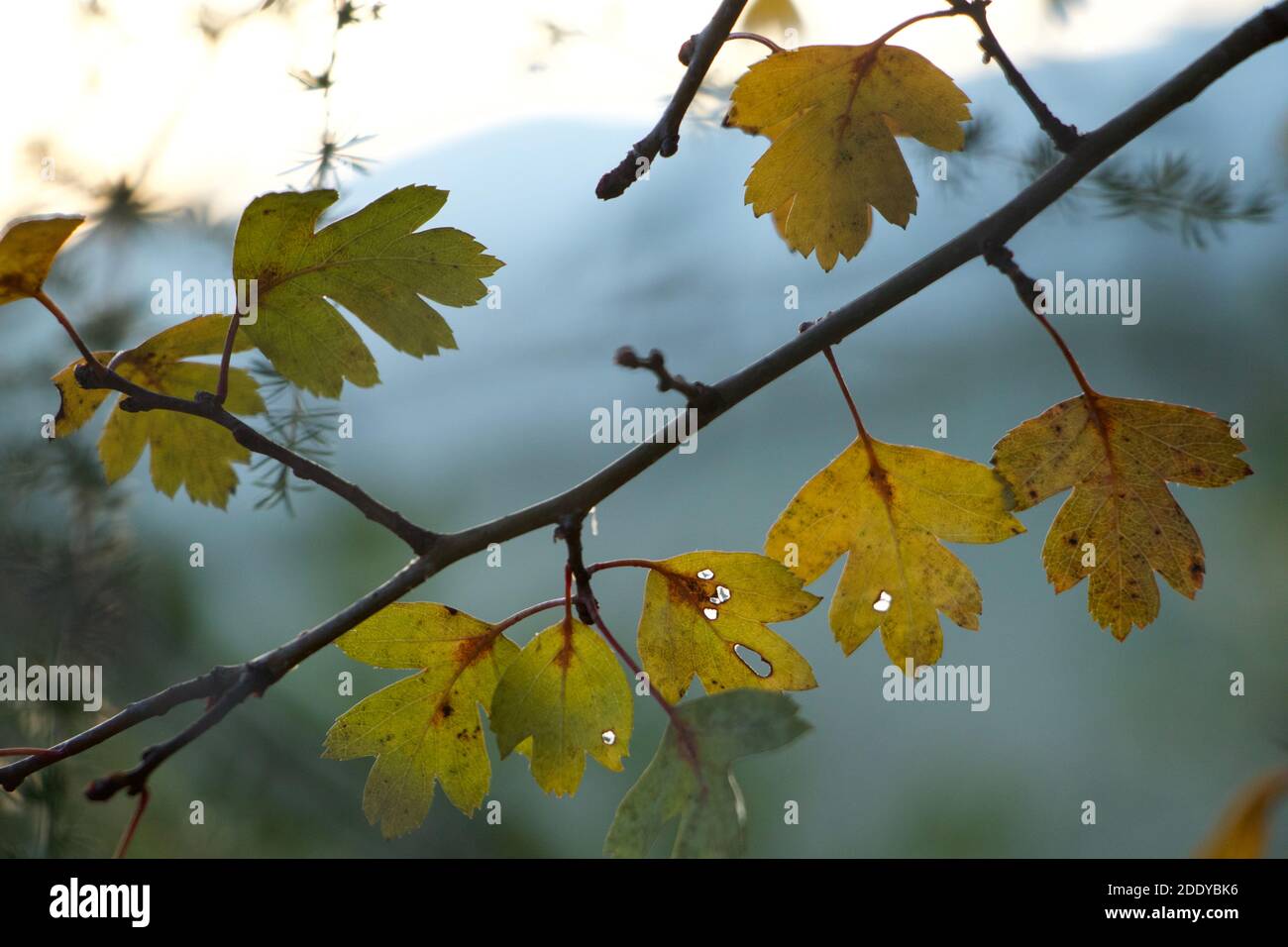 Autumn leaves and their vibrant colours at dawn Stock Photo - Alamy