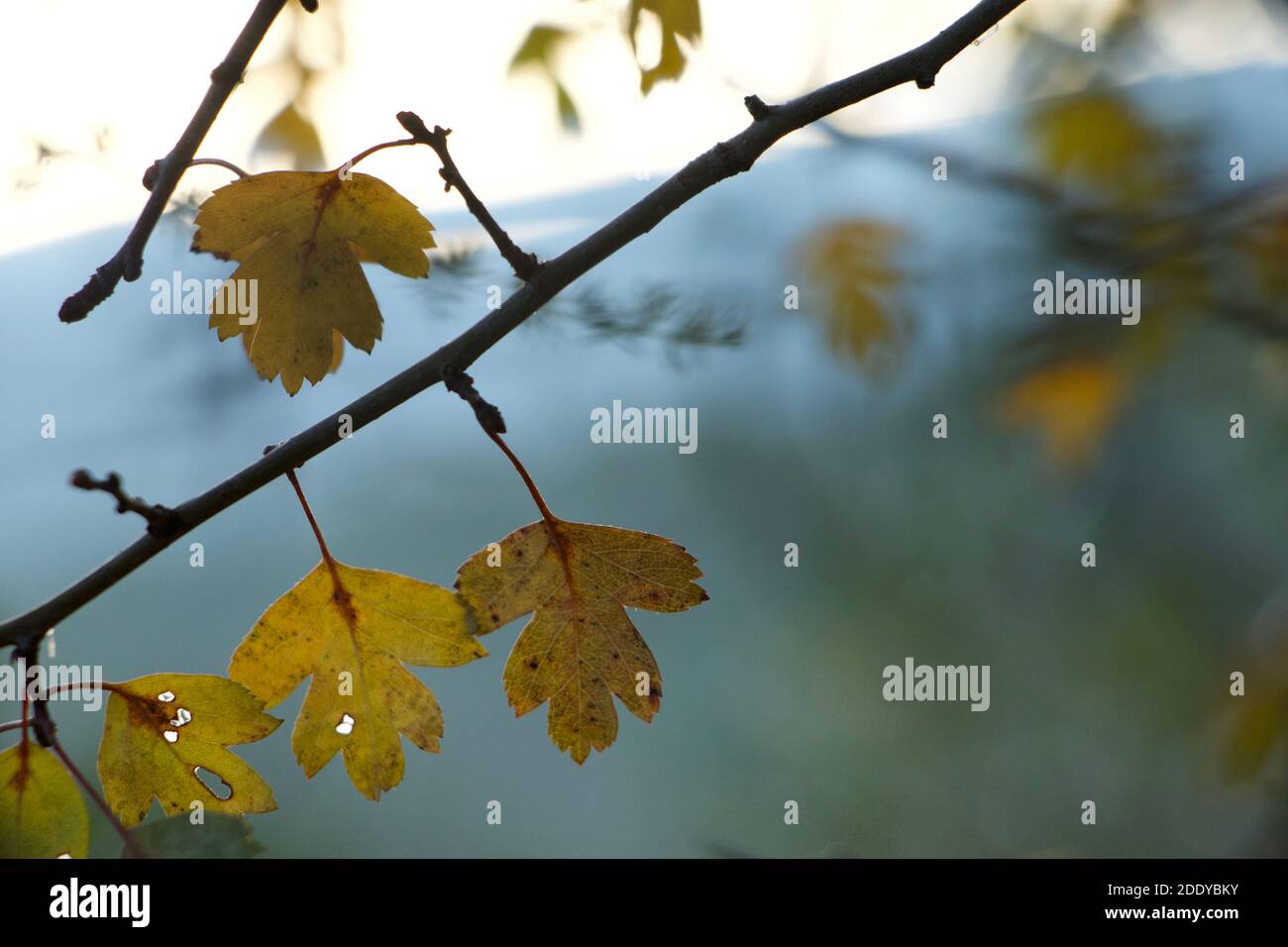 Beautiful yellow autumn hawthorn leaves hi-res stock photography and ...