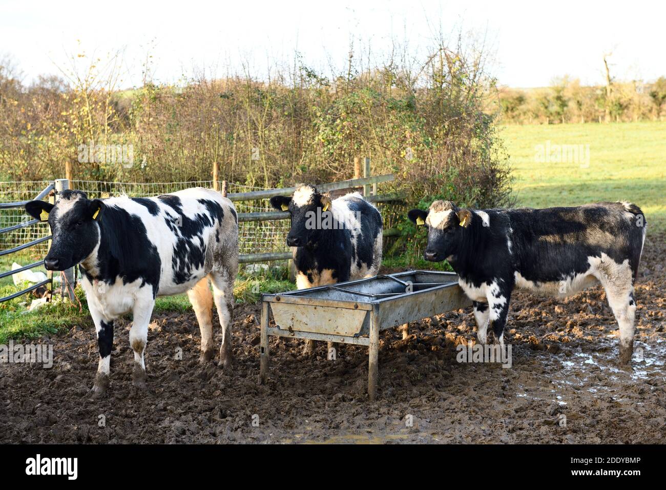 Beef hi res hi-res stock photography and images - Alamy