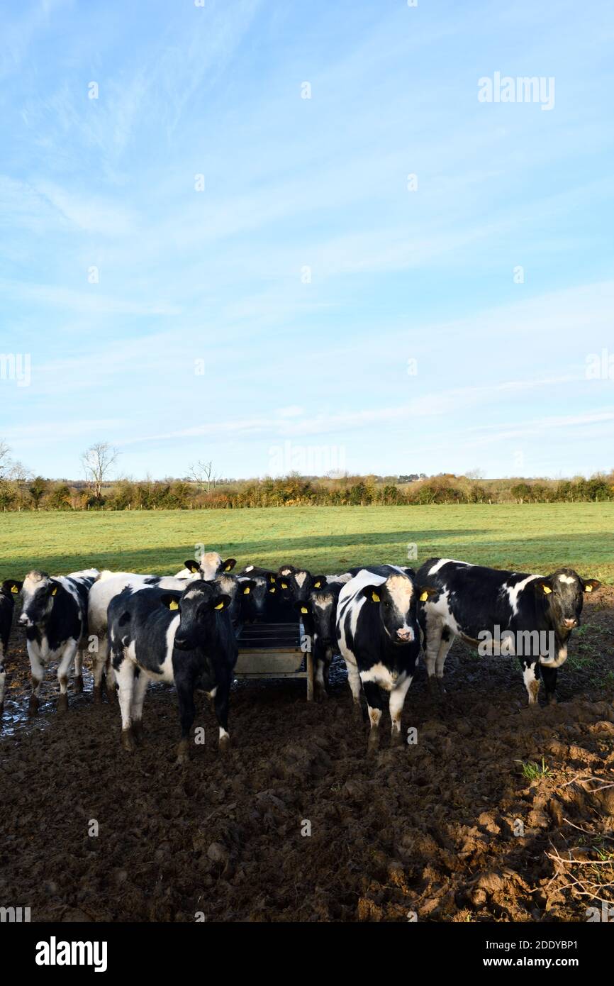 Beef hi res hi-res stock photography and images - Alamy