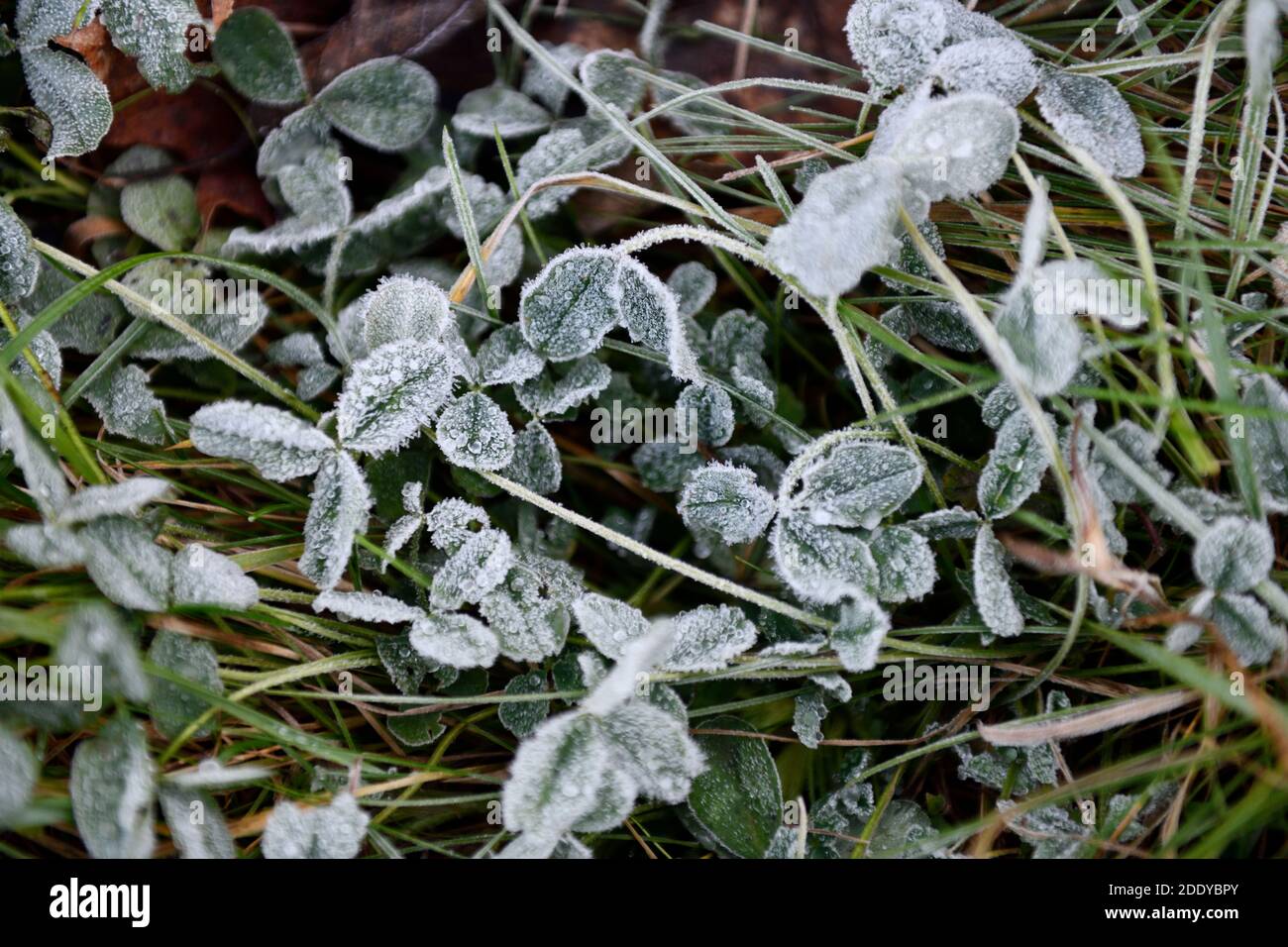 Frosty Roadside with Clover (Trifolium Stock Photo - Alamy