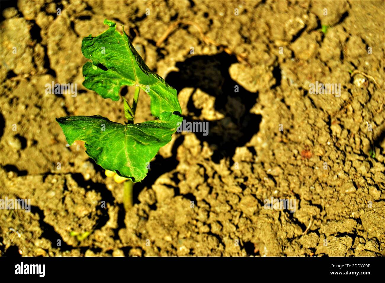 Small green sapling and black soil. The growth of a small bean seedling ...