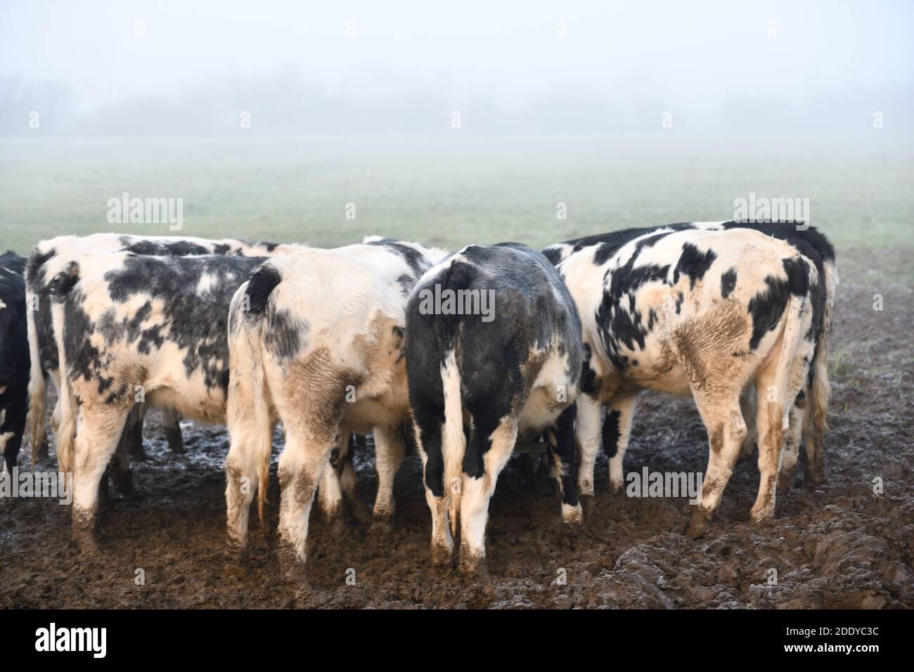 Cows eating breakfast Stock Photo - Alamy