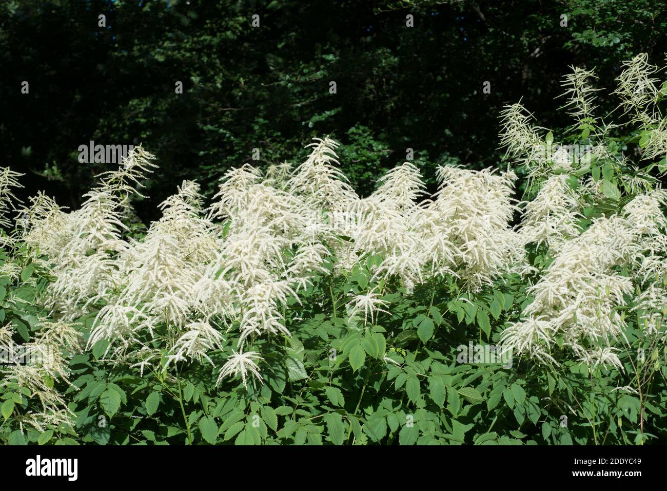Aruncus vulgaris hi-res stock photography and images - Alamy