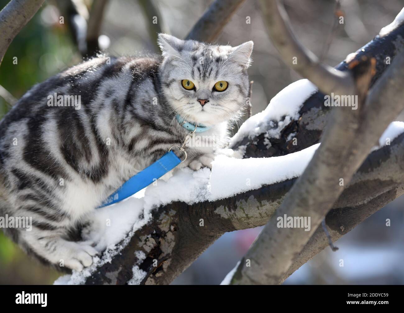 Pet cat in the snow Stock Photo - Alamy