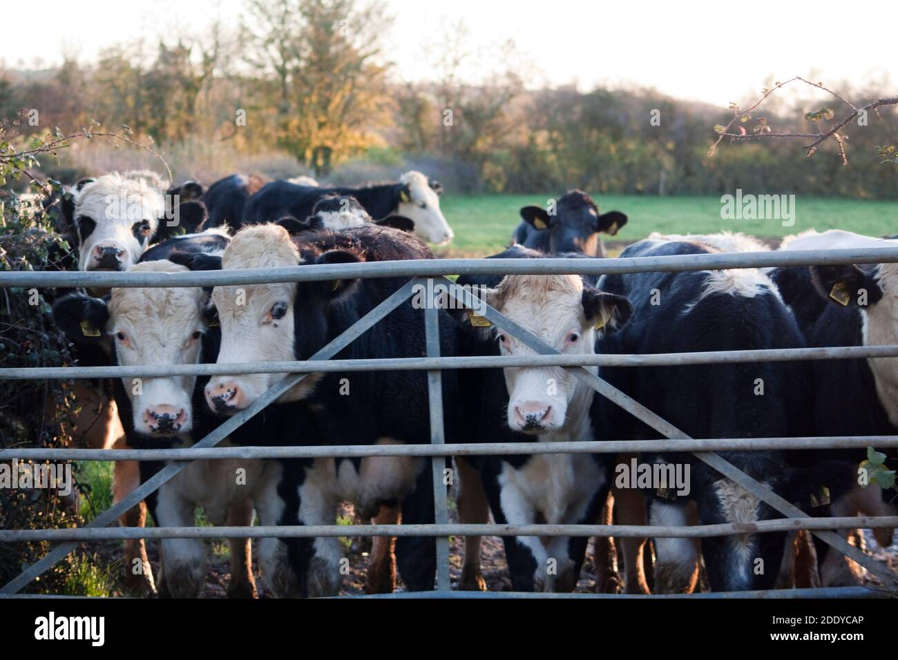 Cows waiting for breakfast Stock Photo - Alamy