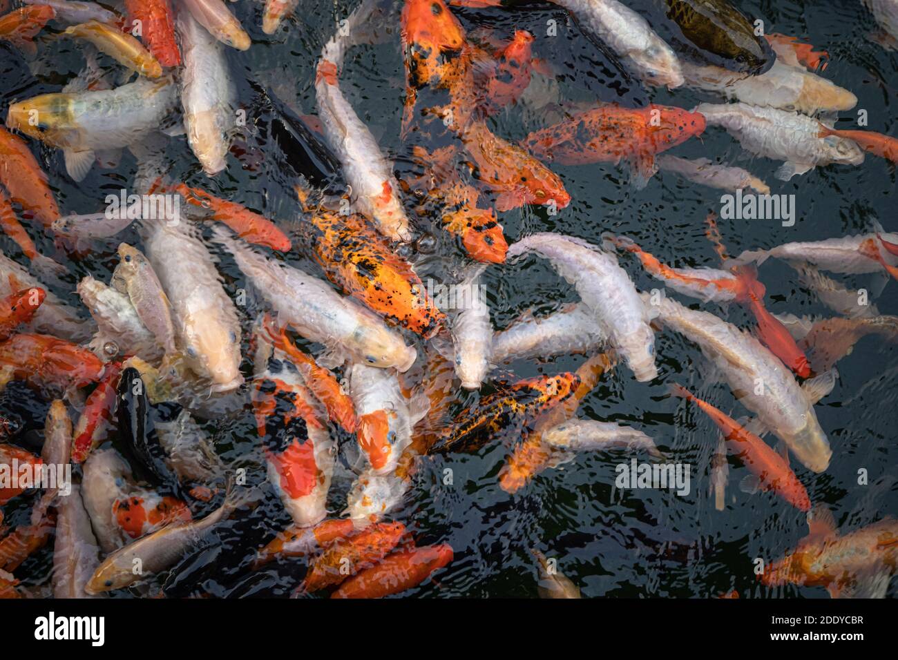 Carp fishes also know as Kohaku, Sanke, in the pond. Multiple numbers ...
