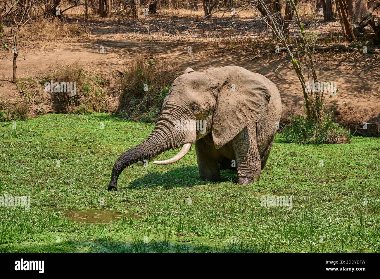 Nkwali lodge hi-res stock photography and images - Alamy