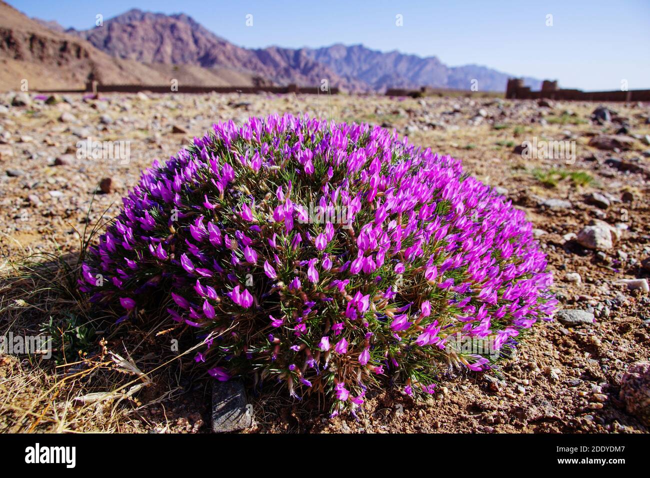 Purple whin hi-res stock photography and images - Alamy