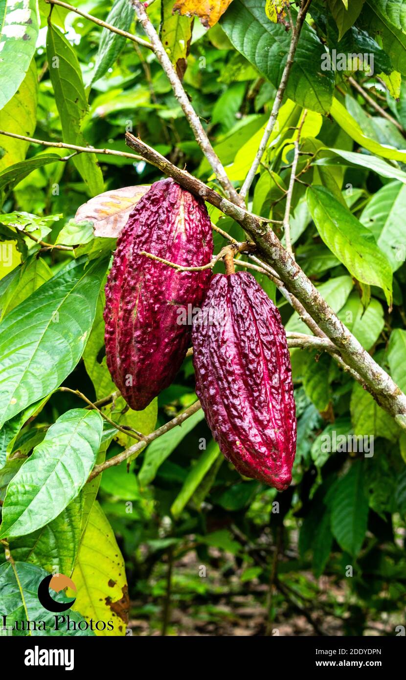 Theobromas hi-res stock photography and images - Alamy