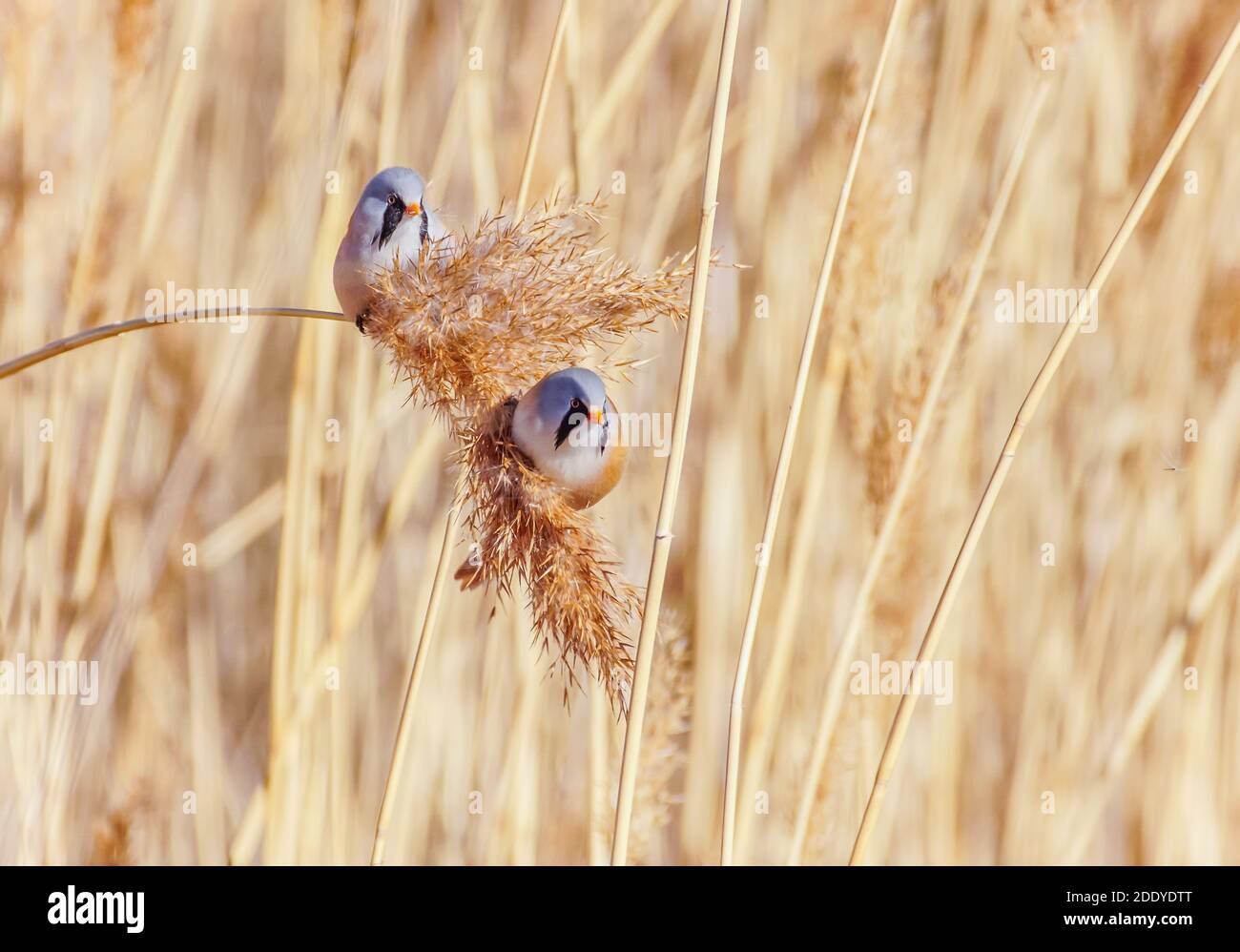 Northern finches hi-res stock photography and images - Alamy
