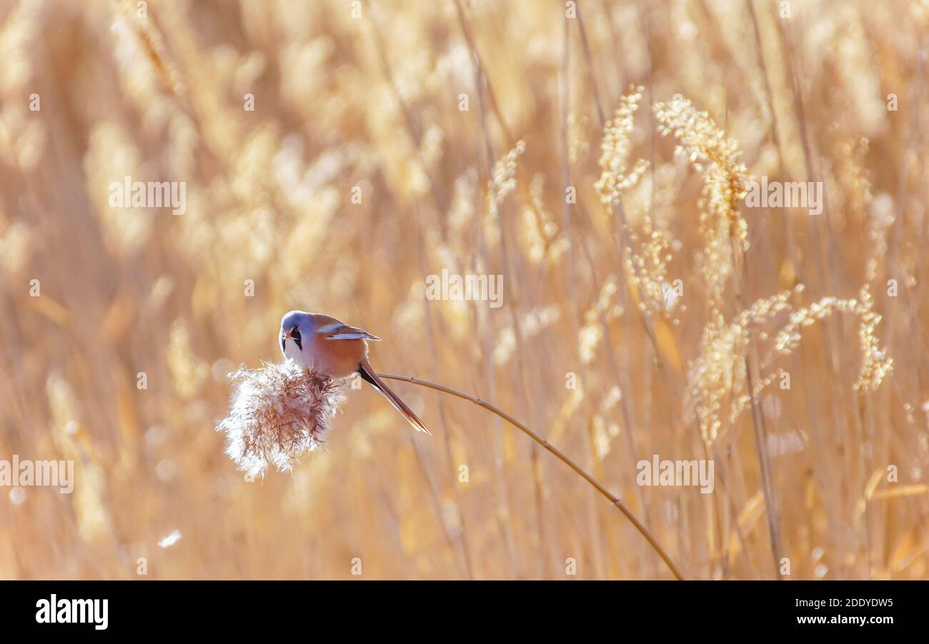 Reed finches hi-res stock photography and images - Alamy