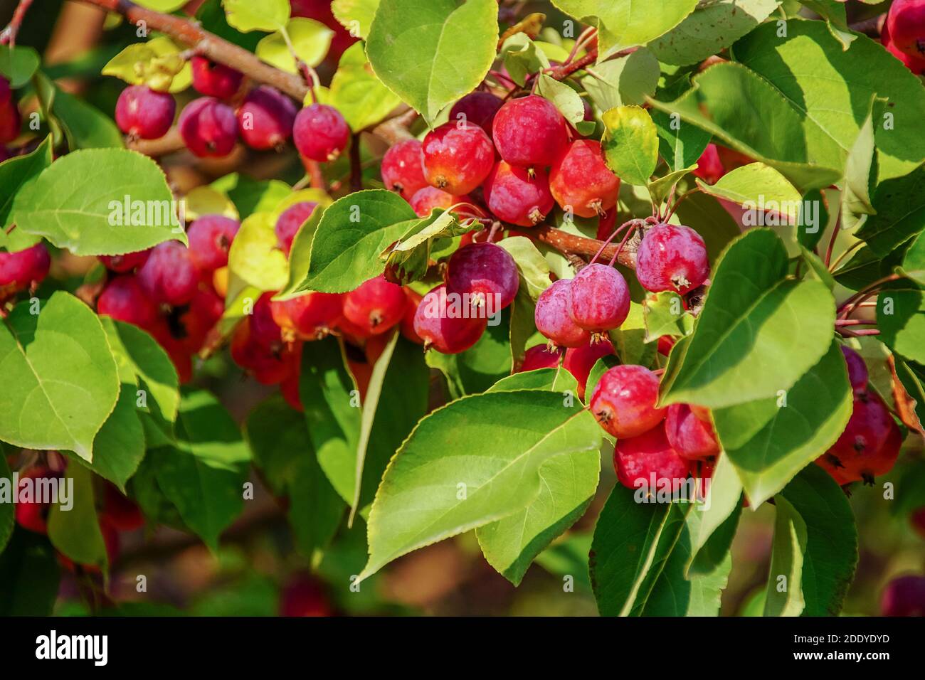 Chinese flowering crabapple fruit Stock Photo - Alamy