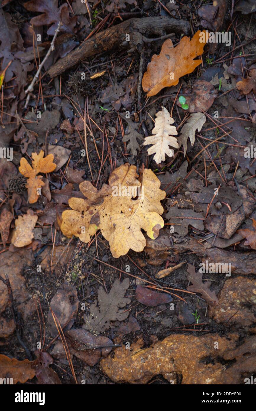 Autumn Dry Leaves on Natural Ground outdoor | fall season mood Stock ...