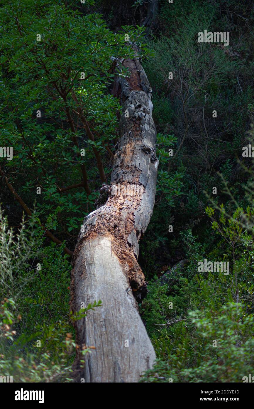 Tree branch fallen in Valley forming a natural Bridge Stock Photo - Alamy