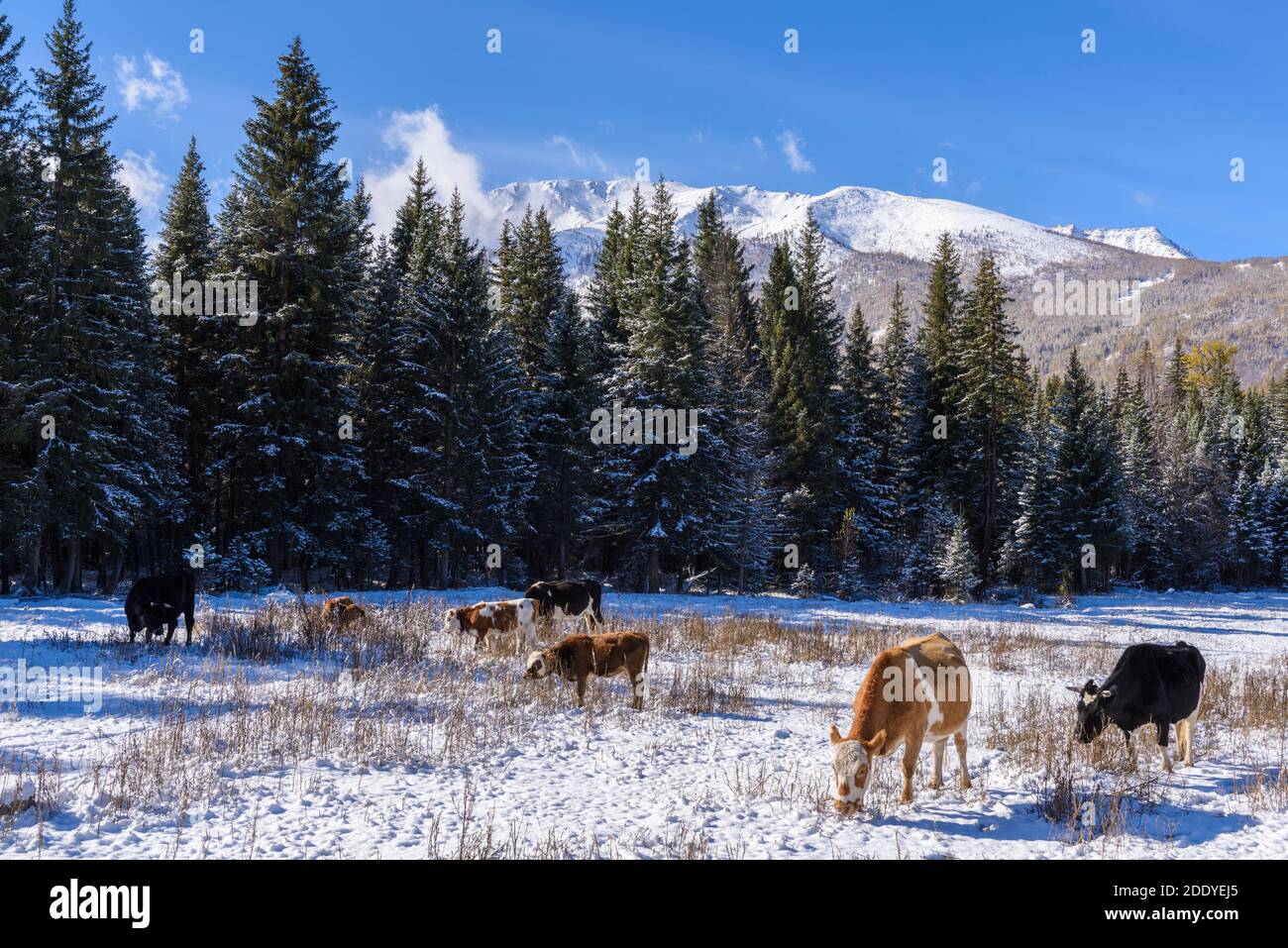 Xinjiang kanas cows Stock Photo - Alamy