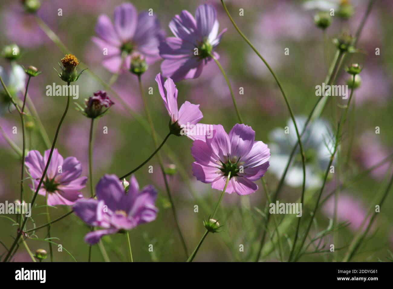 Cosmos flowers growing wild in a field Stock Photo - Alamy