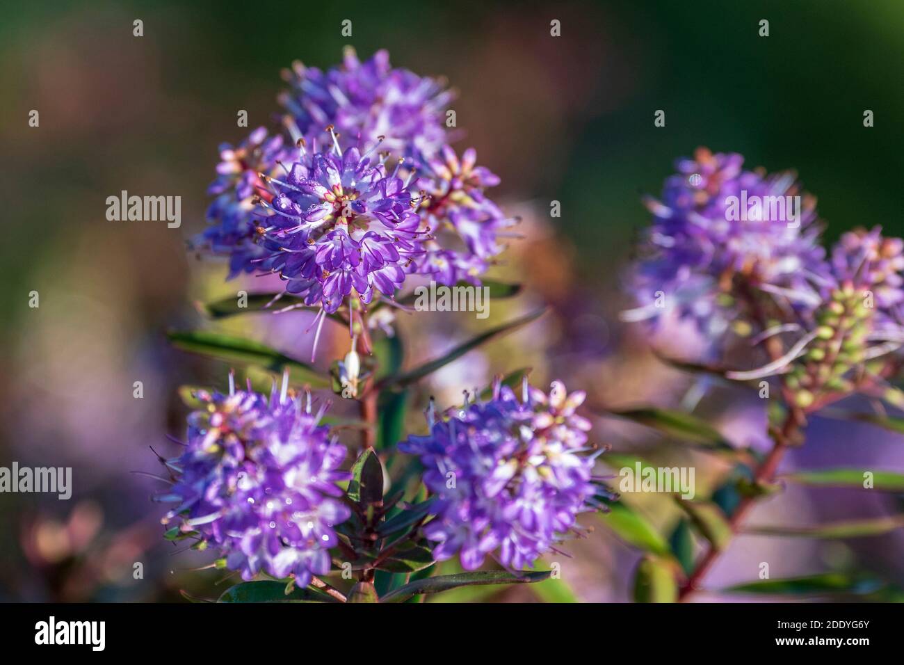 Purple Hebe bush flowers Stock Photo - Alamy