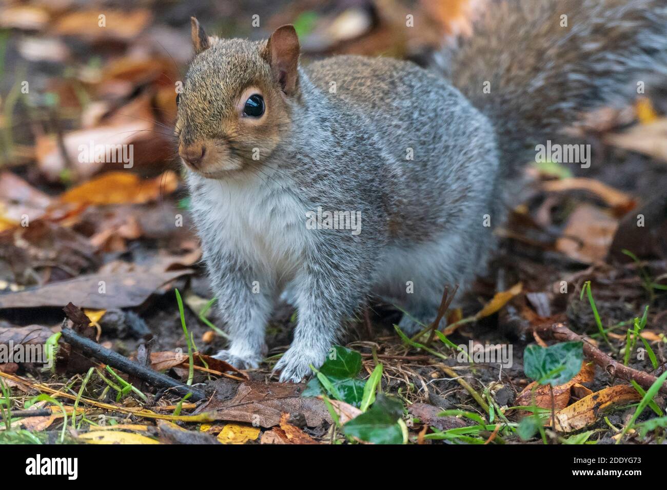 Eastern grey squirrel Stock Photo - Alamy