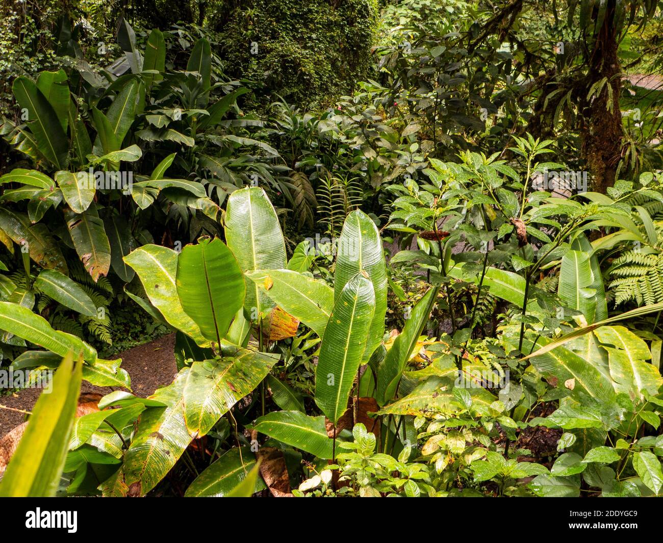 Hike through the rainforest of Costa Rica. Everything is green. Leaves ...