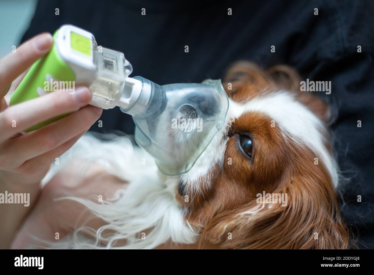 The doctor saves the dog with an oxygen mask, animal diseases ...