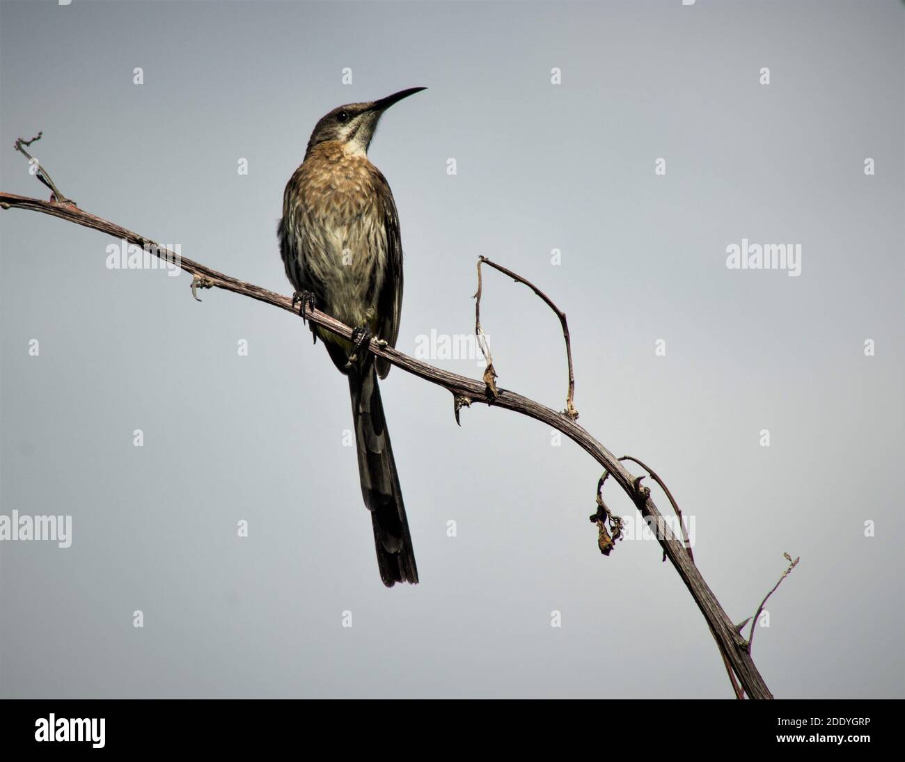 Sugarbird sitting on a branch in the sun to dry after a bath Stock ...
