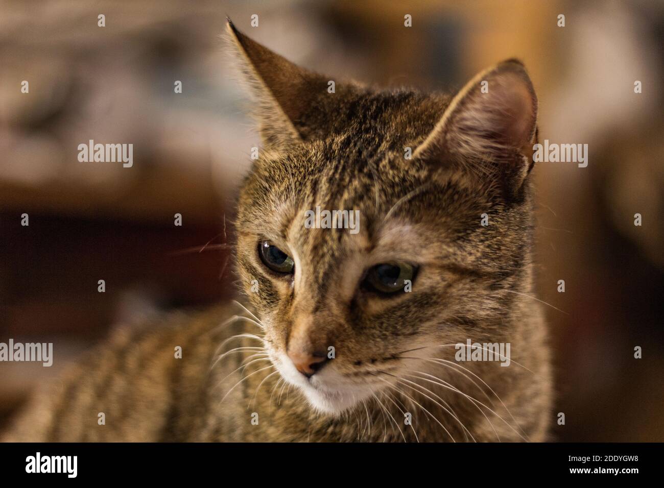 Shy cat hi-res stock photography and images - Alamy