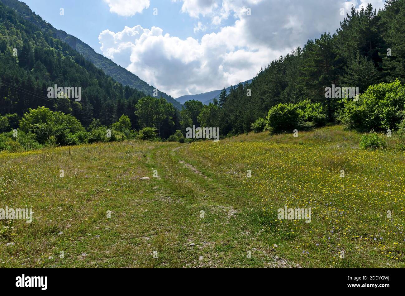 Green forest and flower meadows in Rila Mountain, Bulgaria Stock Photo ...