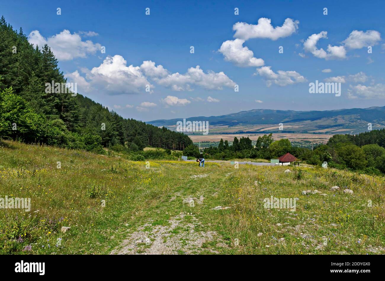 Green forest, road, alcove and flower meadows in Rila mountain ...