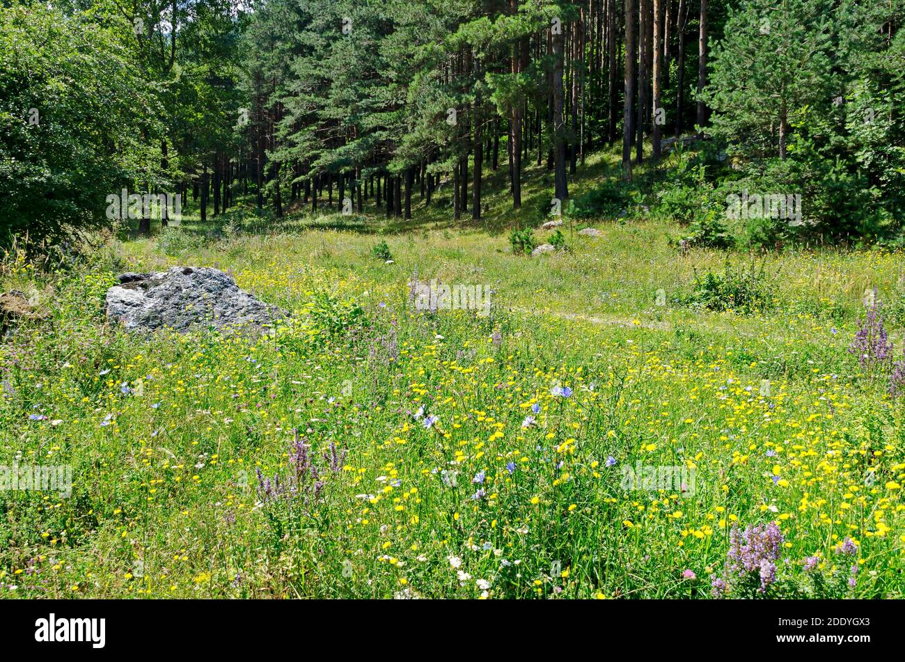 Green forest and flower meadows in Rila Mountain, Bulgaria Stock Photo ...
