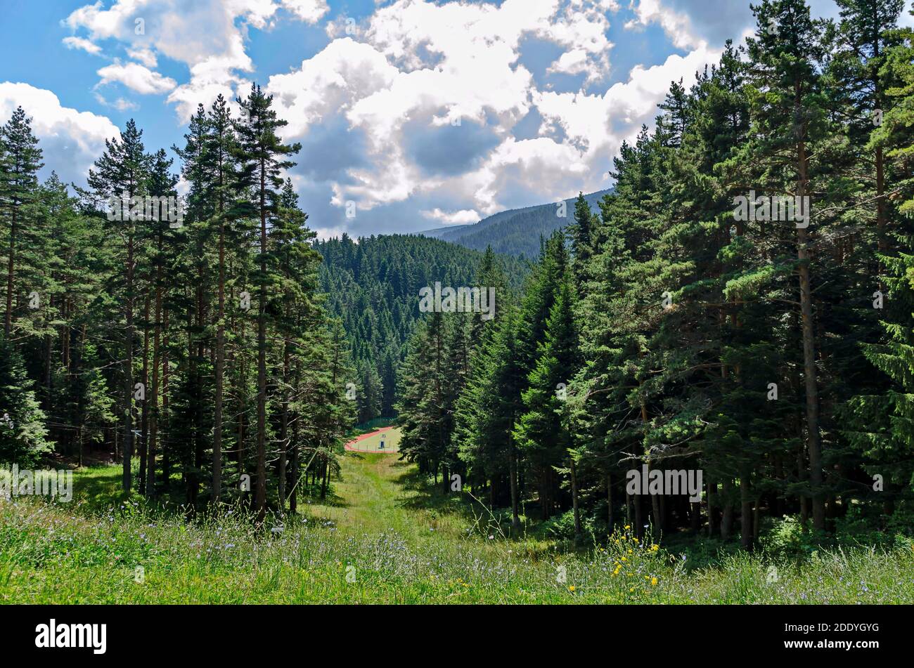 Green forest and flower meadows in Rila Mountain, Bulgaria Stock Photo ...