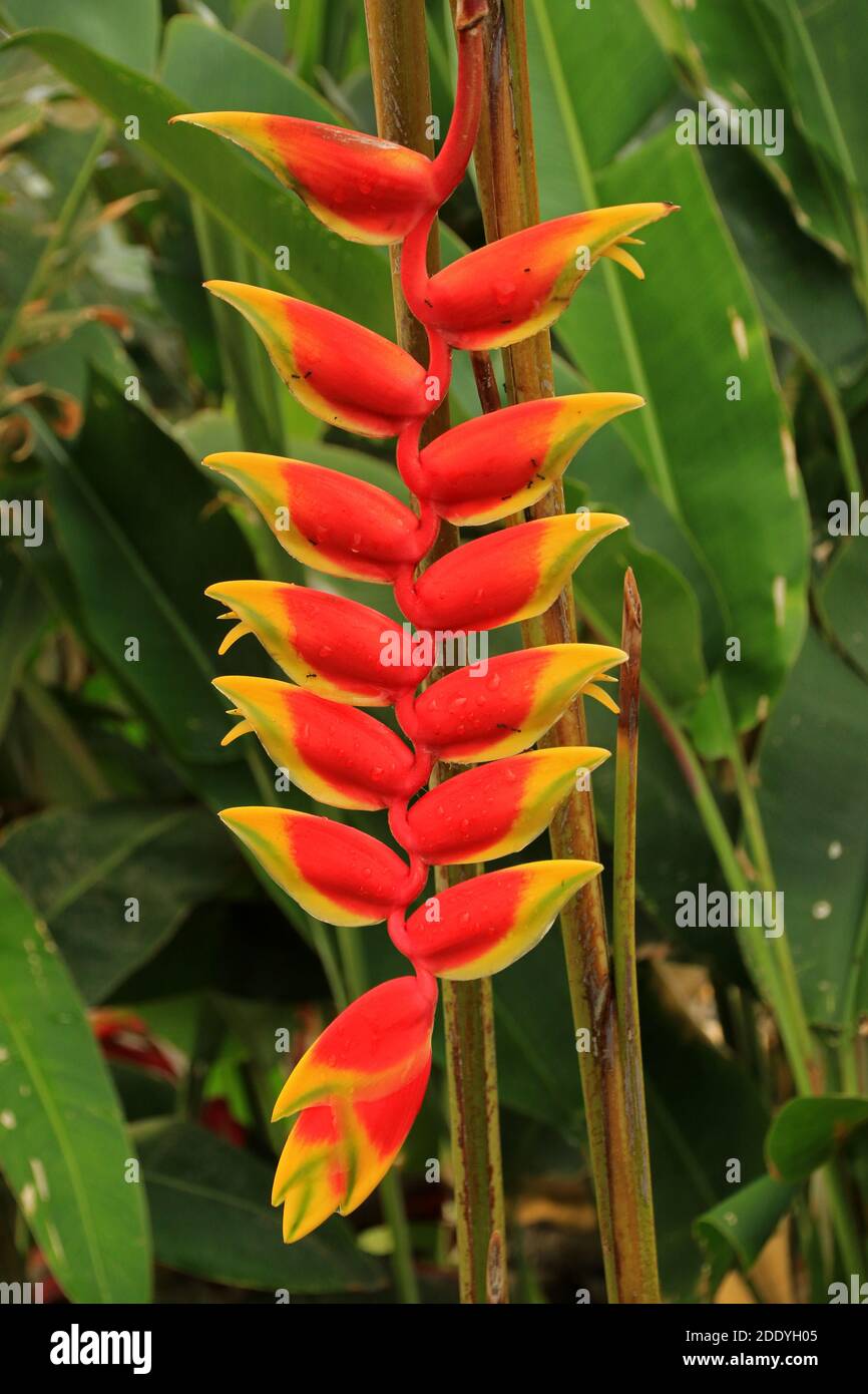 Heliconia flowers, Bali, Indonesia Stock Photo - Alamy