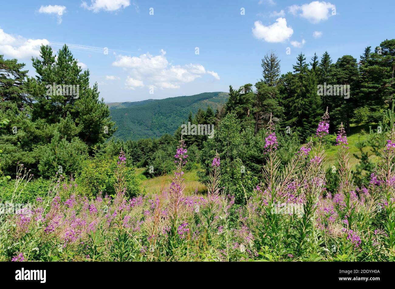 Green forest and flower meadows in Rila Mountain, Bulgaria Stock Photo ...