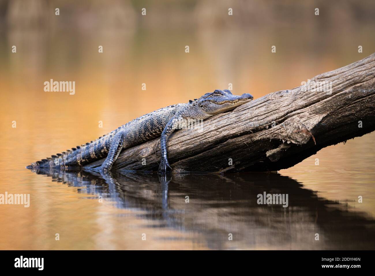 American Alligator resting on a log Stock Photo - Alamy