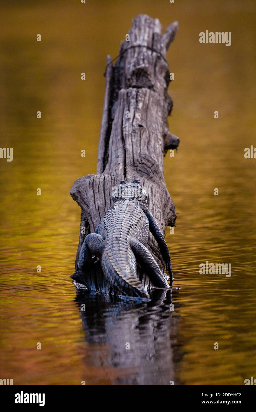 American Alligator resting on a log Stock Photo - Alamy