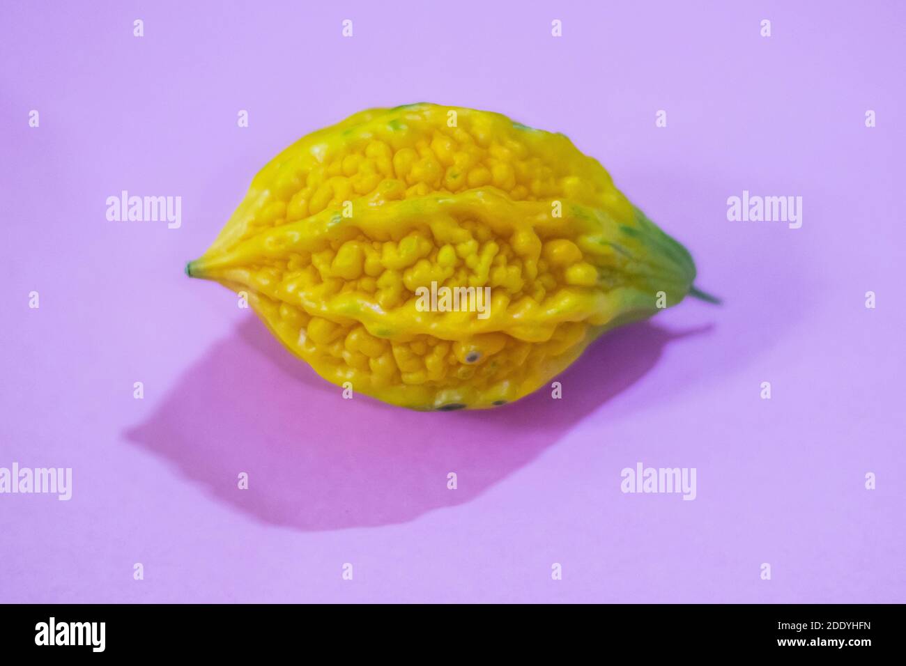 Close up of yellow bitter gourd with isolated background, the ...