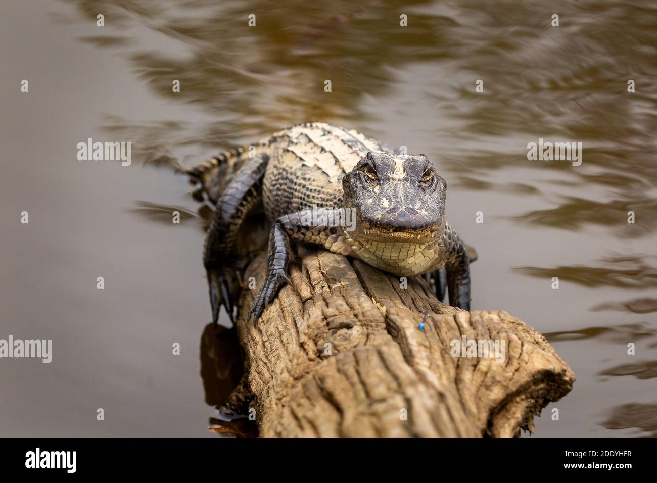 American Alligator resting on a log Stock Photo - Alamy