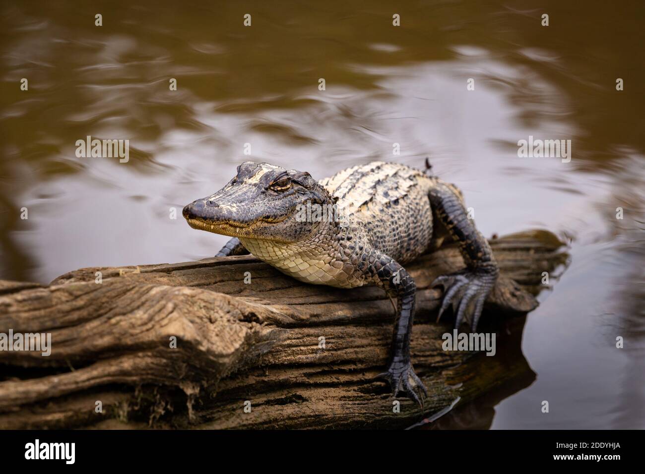 American Alligator resting on a log Stock Photo - Alamy